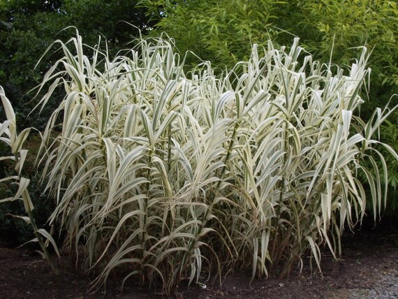 Arundo Donax Variegata