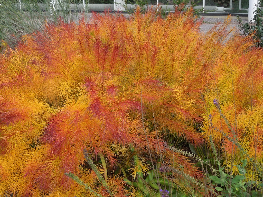 Butterscotch Threadleaf Amsonia Hubrichtii Bluestar Blue Flowers Live ...