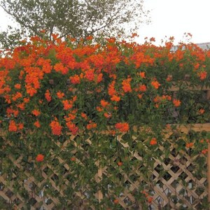 Mexican Flame Vine Flower Live Plant STARTER PLANTS in Small Pot 2.5 X ...