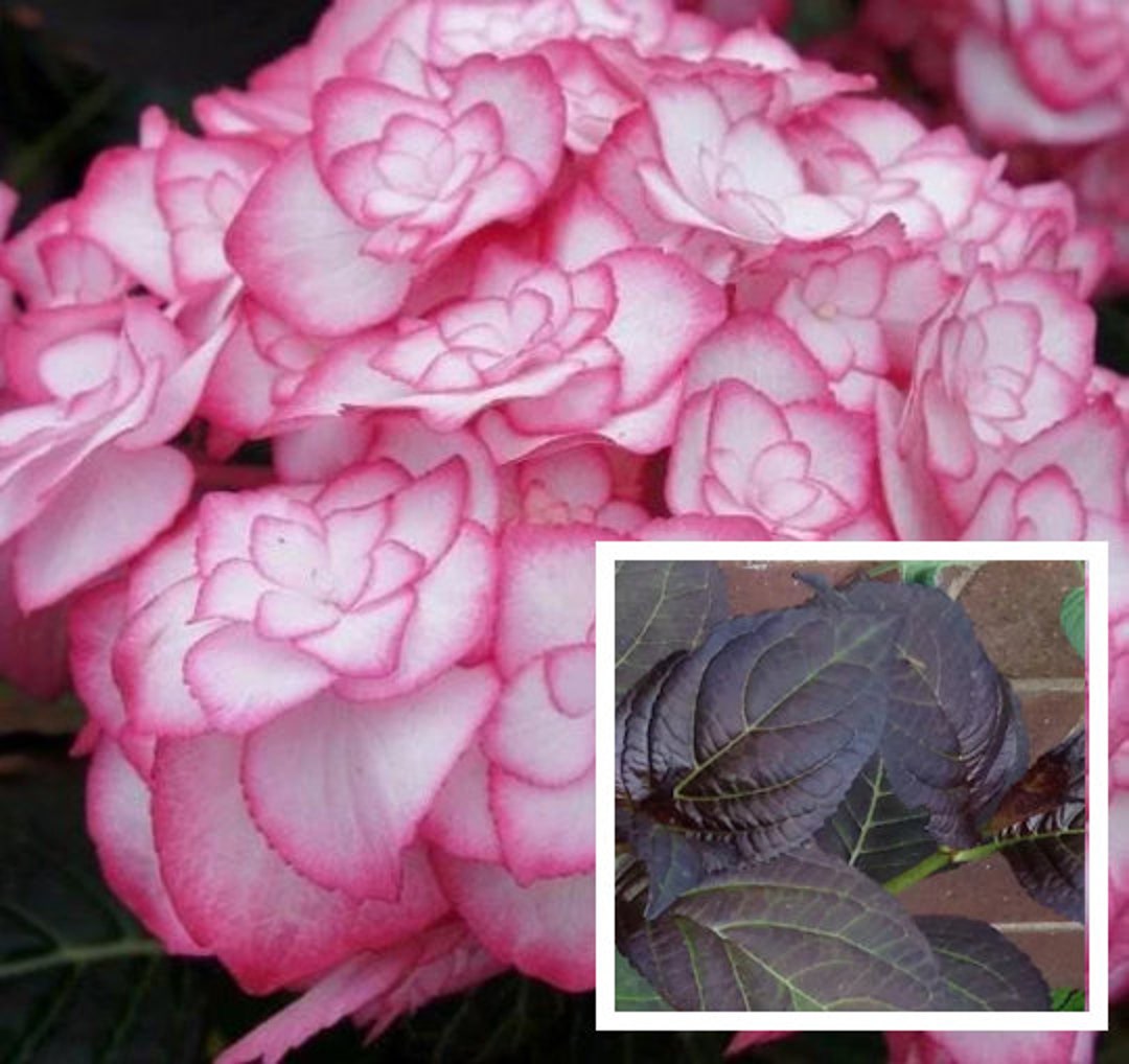 Black Hydrangea Miss Saori Pink Bi-tone Flowers Hydrangeas Foliage ...