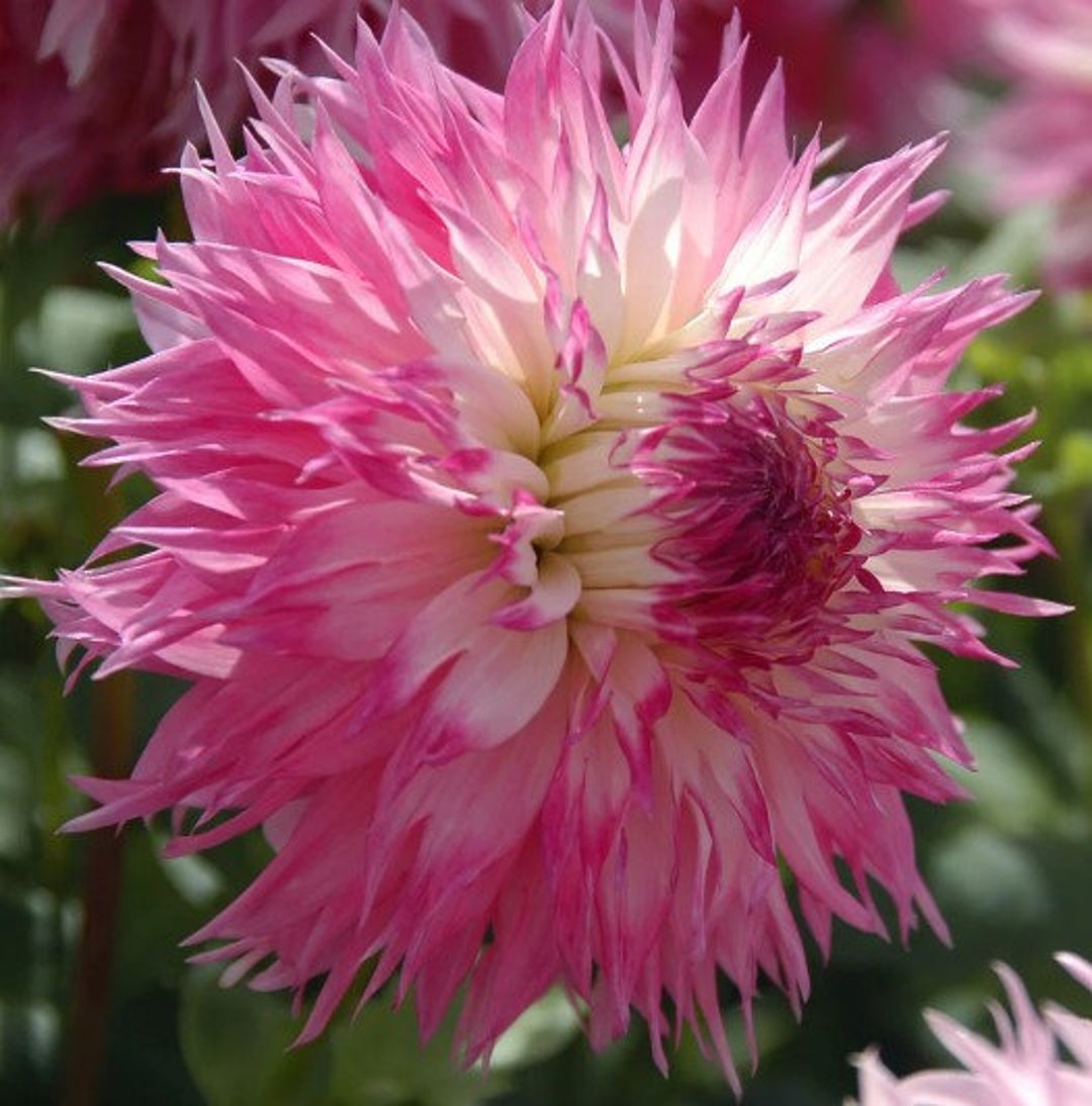 Pinelands Princess Dahlia Flower Plant Bulbs Perennial Flowers Live ...