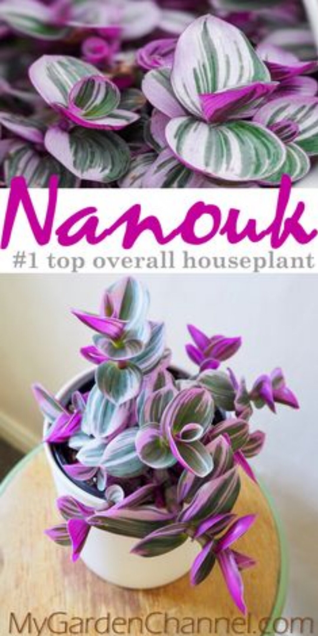 PINK Nanouk Bubblegum Tradescantia - Etsy