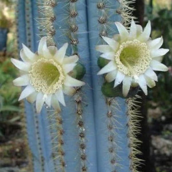 Blue Cactus - Etsy