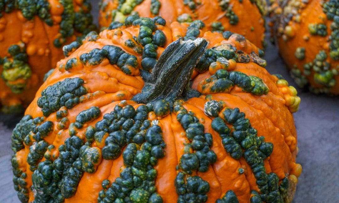 Scarface Pumpkin Seeds Gourd Non GMO Heirloom Warts Vegetable for ... Scarface Pumpkin Seeds Gourd Non GMO Heirloom Warts Vegetable for ...