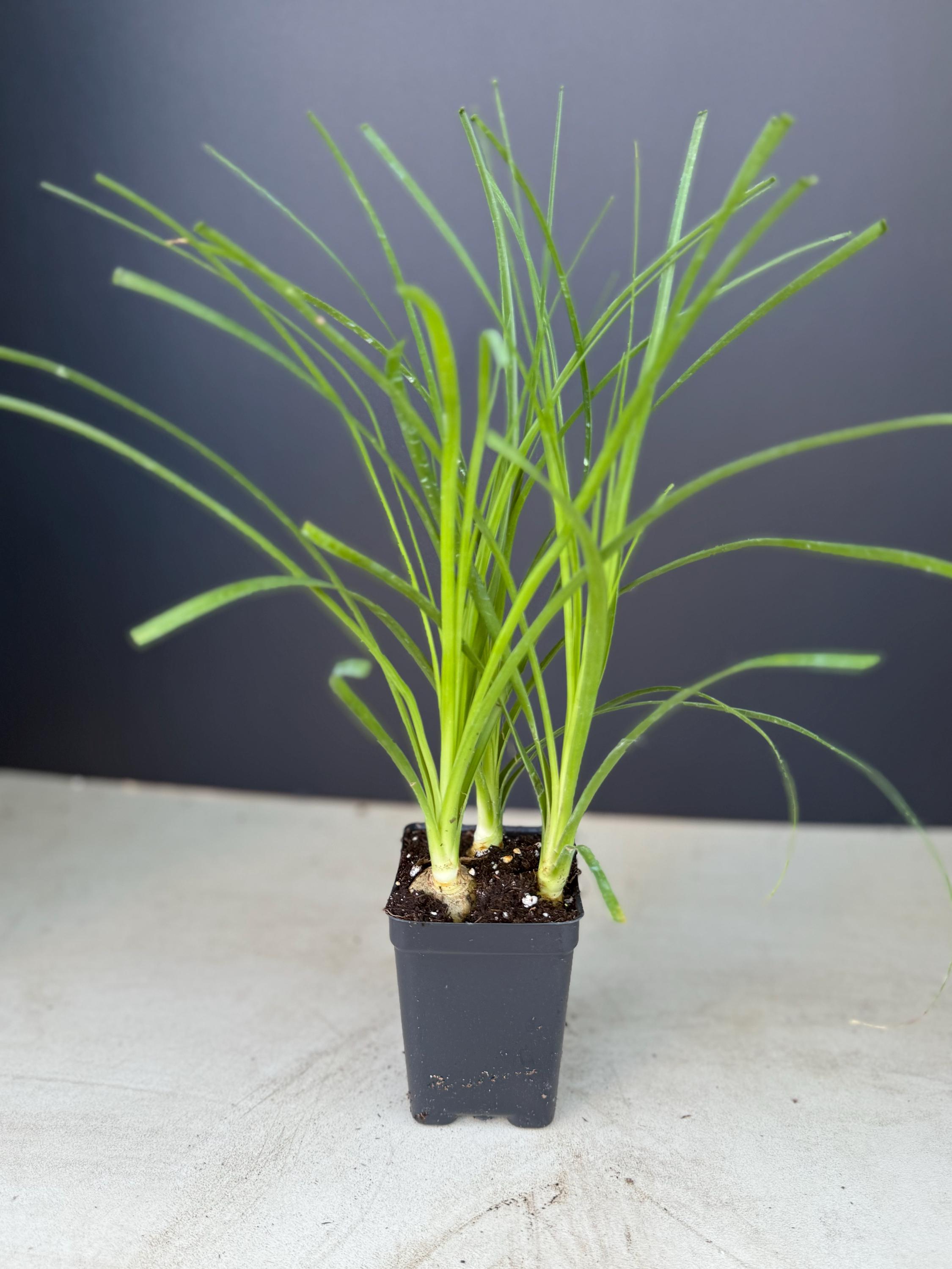 Ponytail Palm Tree House Plant Miniature Succulent Bonsai - Etsy