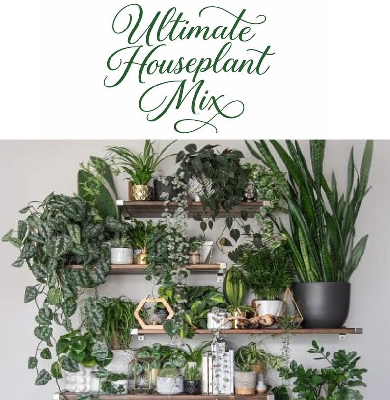 PICK 3 - HOUSEPLANT PACK - Your Choice of 3 of Our Most Popular ...