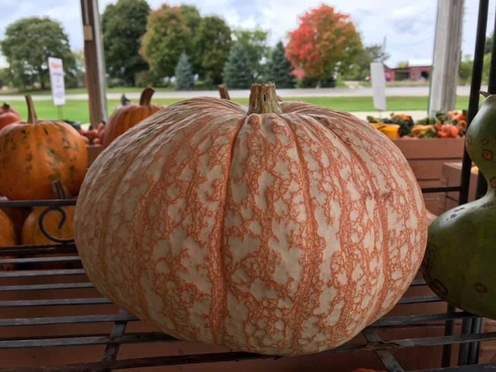 Rare Pumpkin One Too Many Gourd Non GMO Heirloom Vegetable - Etsy