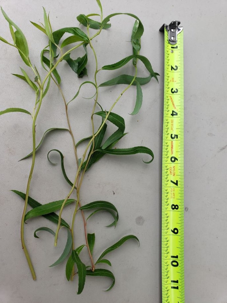 Scarlet Curls Corkscrew Willow Tree Cutting Live Plant Cuttings No ...
