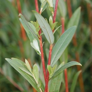 Flame Willow Tree Cutting Live Plant Cuttings No Roots Fast Growing ...
