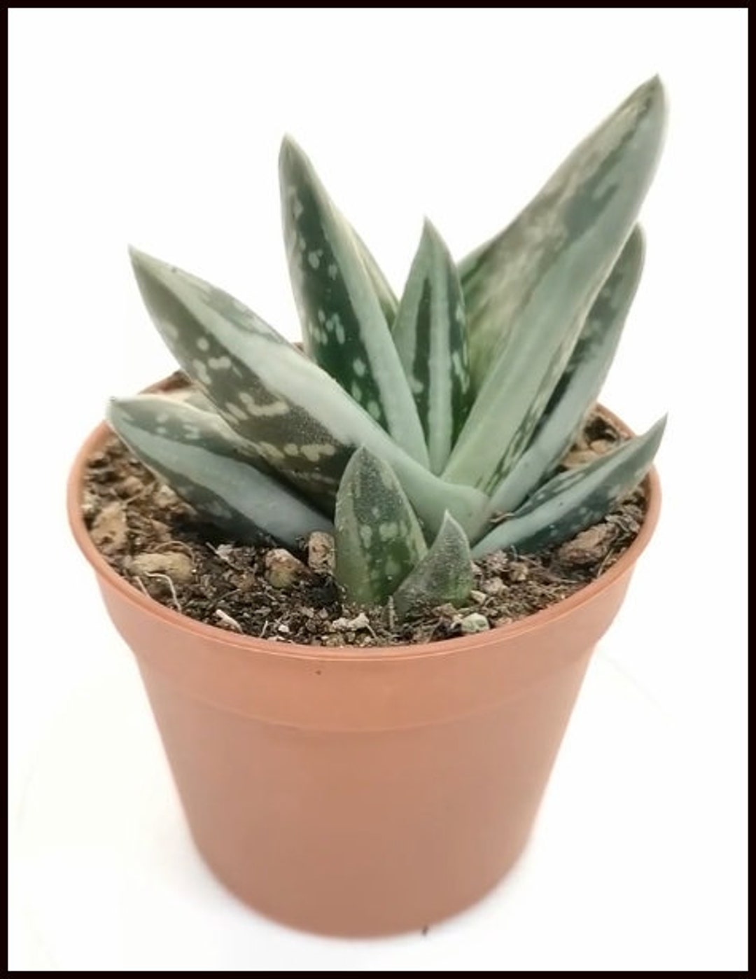 Variegated Aloe Green Ice Succulent Plant Gift for Her Him Rare White ...