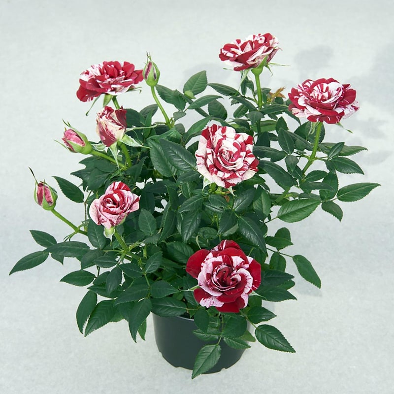 Miniature Red Rose - Etsy