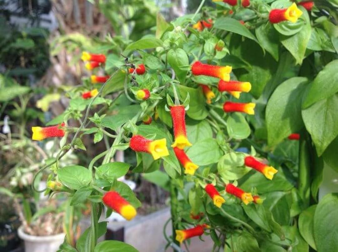 Candy Corn Vine Live Plants Manettia Bicolor Orange And Yellow Flowers House Plant Etsy