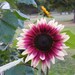 Tricolor Gypsy Charmer Sunflower Seeds Rare Sun Flower Seeds Unique ...