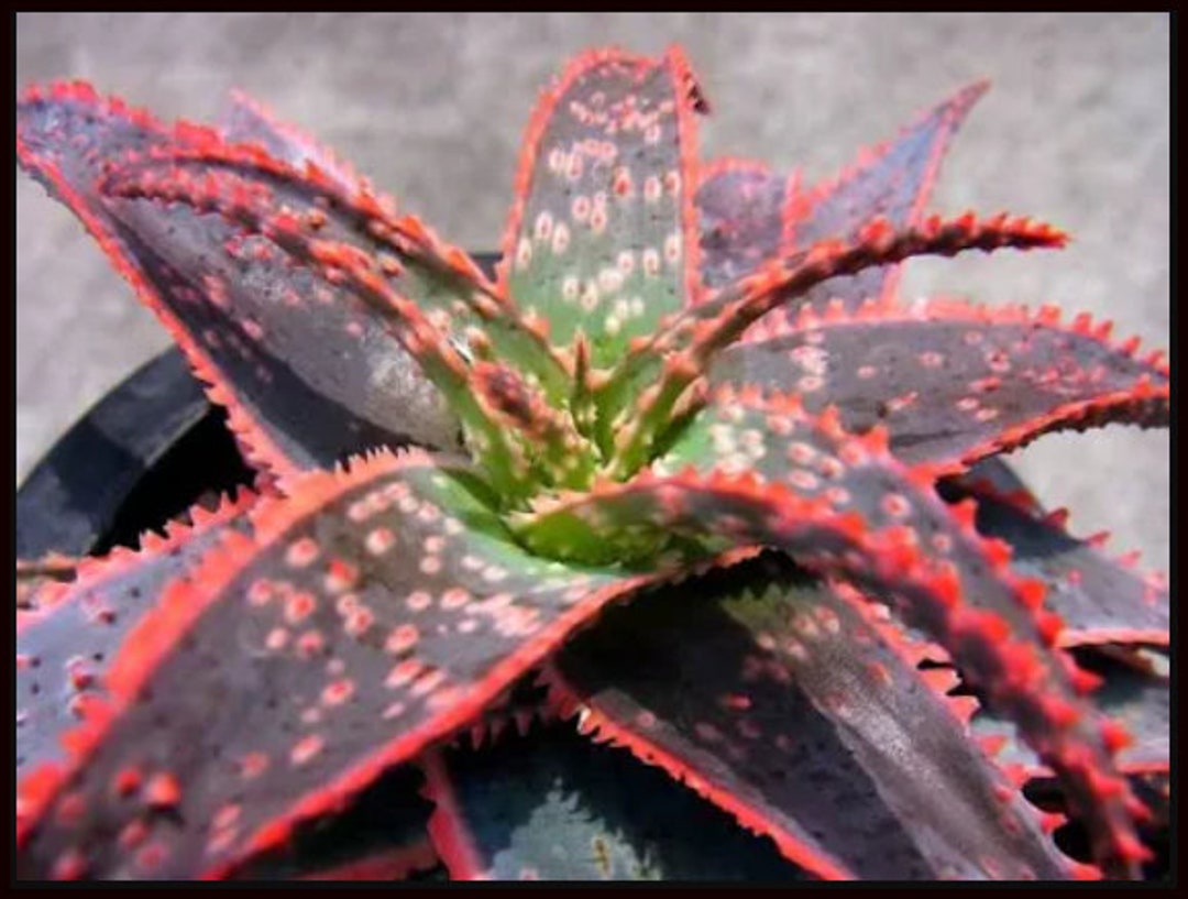 Orange Starfish Aloe Christmas Carol Succulent Plant Gift for Her Him ...