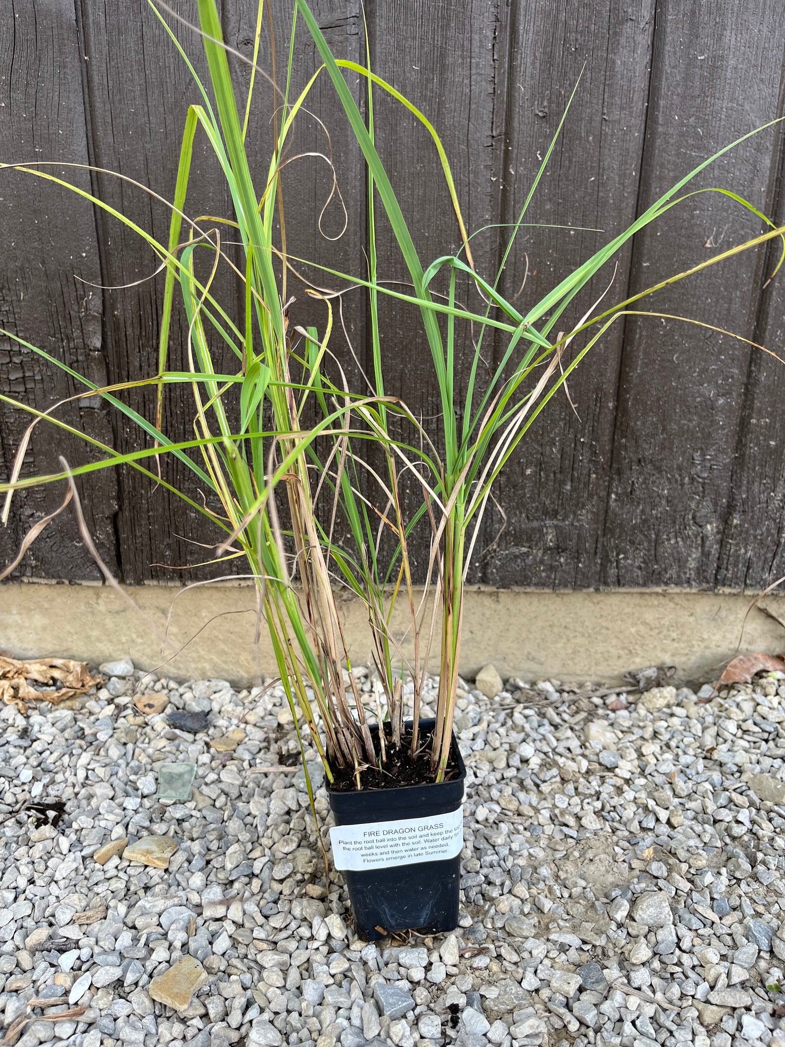THREE (3) FIRE DRAGON Grass Sinensis Perennial Ornamental 1 Live Plant ...