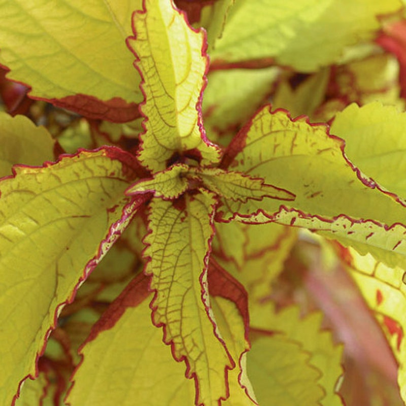Coleus Plant - Etsy