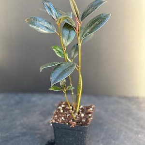 Black Rubber Tree Ficus Elastica Burgundy Fast Growing Trees - House ...