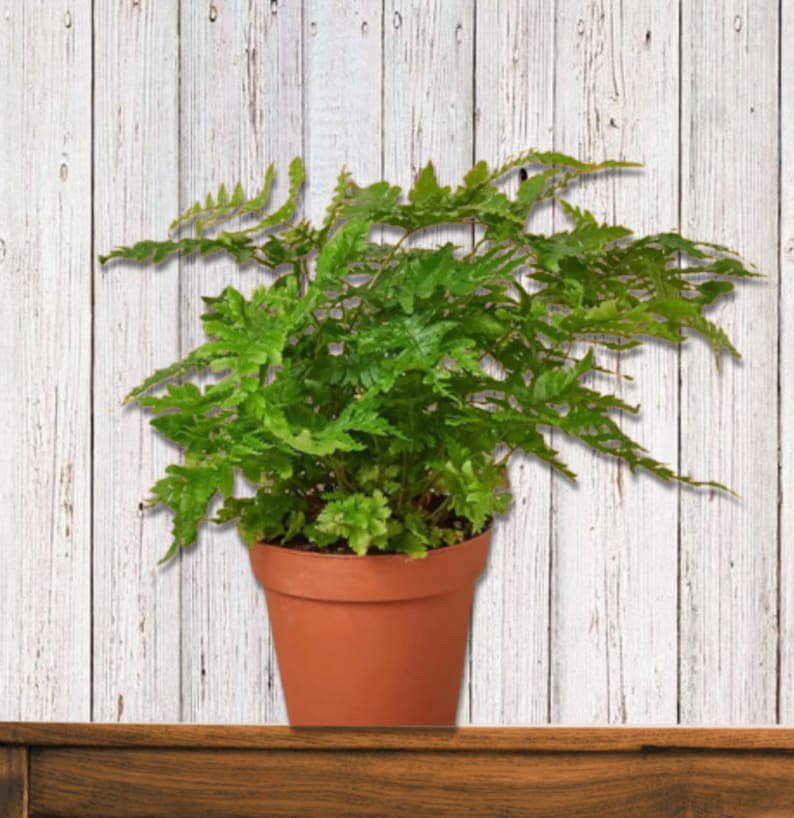 Brilliant Autumn Fern Plant Live in Pot Perfect Gift House Plant Ppp ...