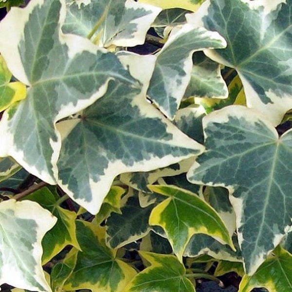 White Ivy - Etsy
