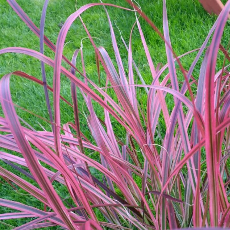 FIREWORKS Grass Pennisetum Setaceum Rubrum Perennial - Etsy