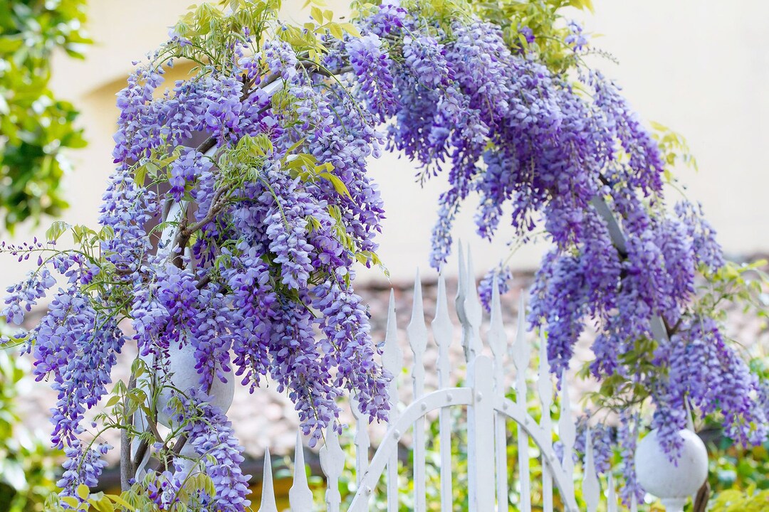 Blue Chinese Wisteria Tree Flowering Fast Growing Trees - Etsy