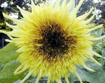 Red Lemon Bicolor Sunflower Seeds Rare Sun Flower Seeds - Etsy