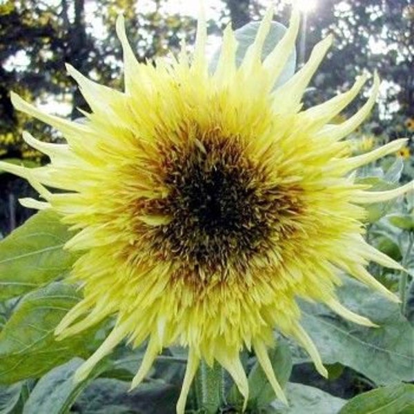 Rare Sunflower Seeds - Etsy