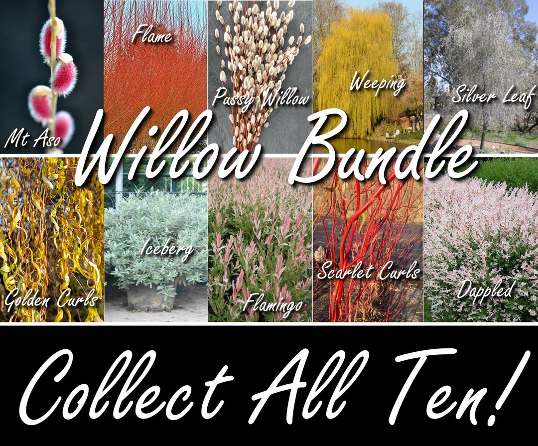 ULTIMATE WILLOW Cuttings Bundle Salix Flame, Mt Aso, Scarlet Curls ...