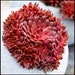Royal Ruby Hen and Chicks - Sempervivum - Etsy