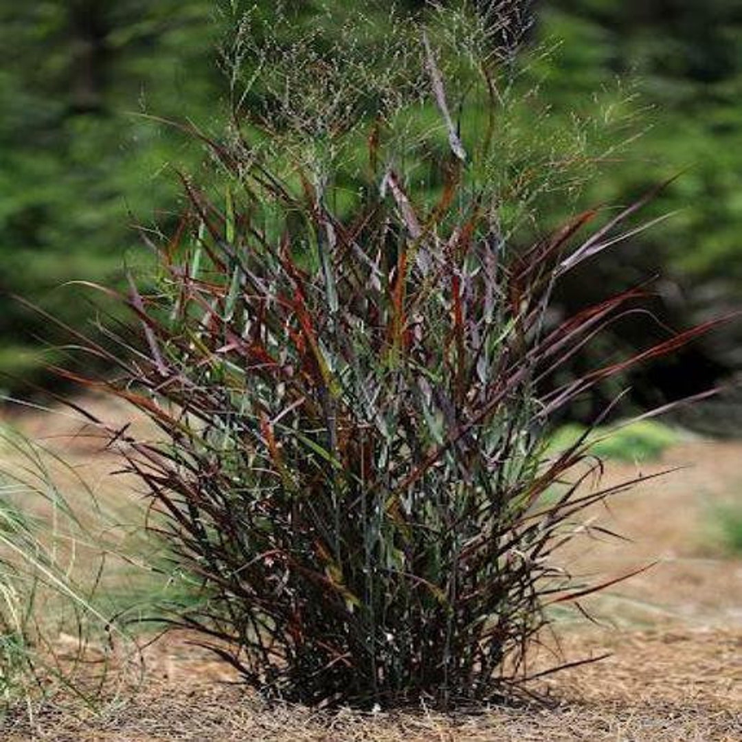 Hot Rod Grass - Black Panicum Red Switch - Etsy
