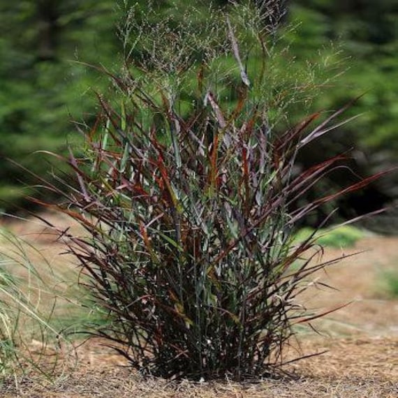 Hot Rod Grass Black Panicum Red Switch Perennial Ornamental 1 - Etsy