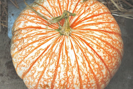 Rare Pumpkin One Too Many Gourd Non GMO Heirloom Vegetable - Etsy