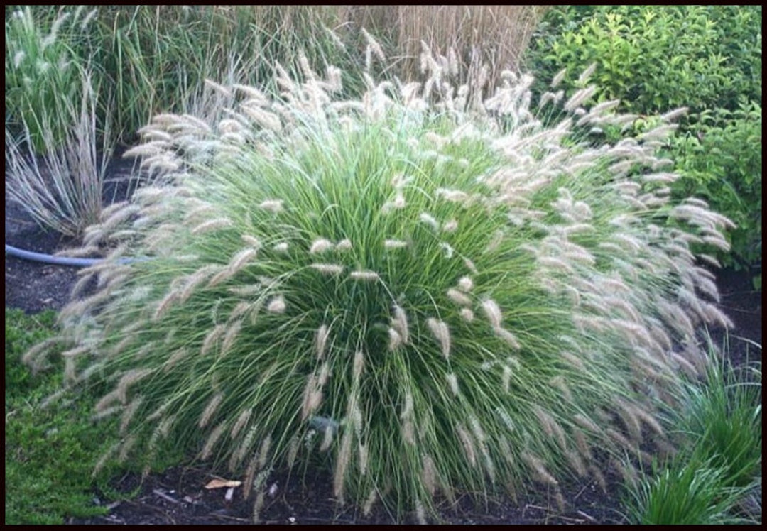 SPRING SALE - Little Bunny Fountain Grass White Plumes Perennial ...