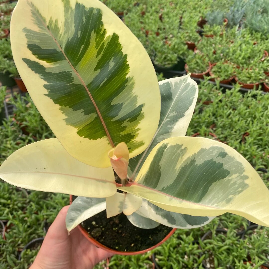 Tineke White Variegated Rubber Tree Ficus Elastica Variegated 'tineke ...