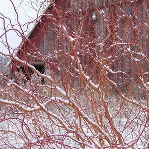 TIME 2 ROOT SALE - Live Scarlet Curls Corkscrew Willow Tree Cutting ...