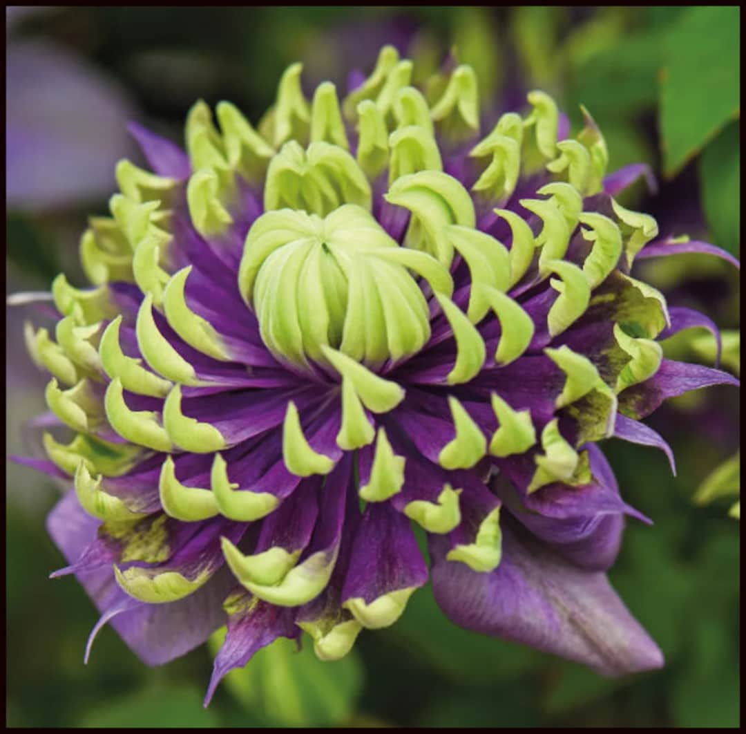 Clematis Taiga Double Bloom Vine Live Plants Blue Pink Purple Flowers ...
