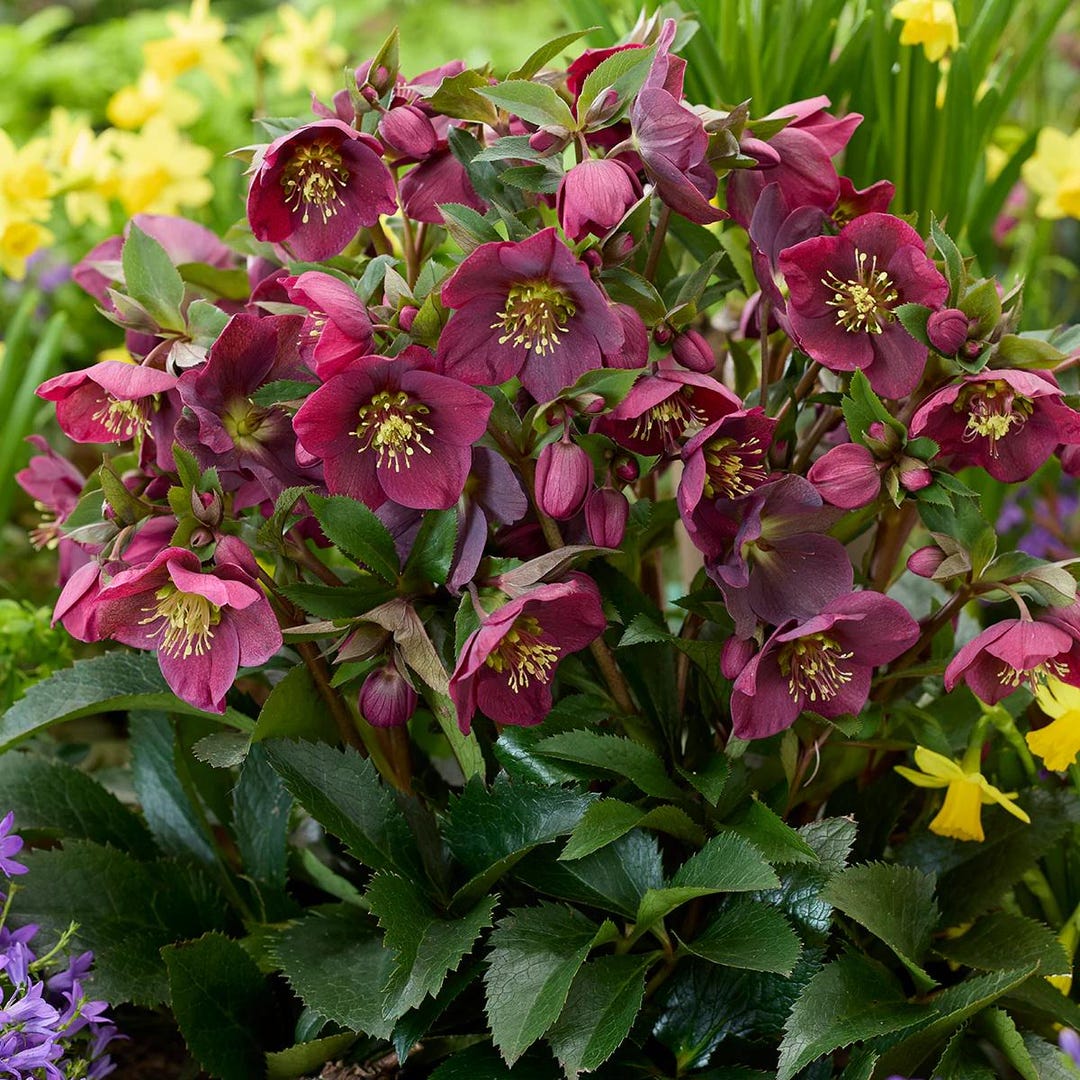 Sparkle Red Lenten Rose Helleborus - Etsy