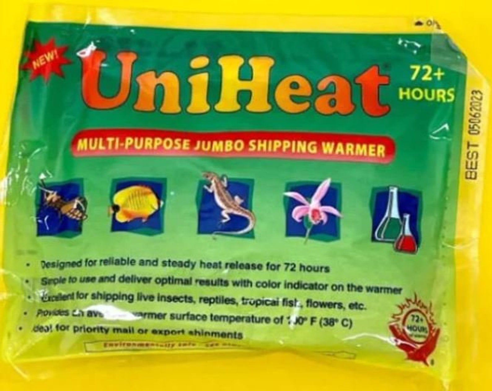 Purple Calico Kitten Houseplants Live Plant in Pot Indoor Small Starter ...