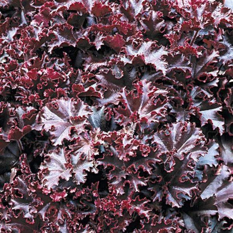 Melting Fire Coral Bells Heuchera With Flowers Perennial Live Plant ...