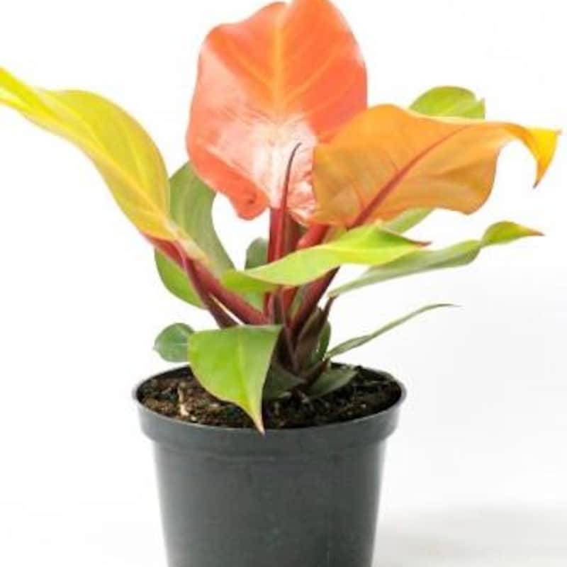 Prince of Orange Philodendron - Etsy