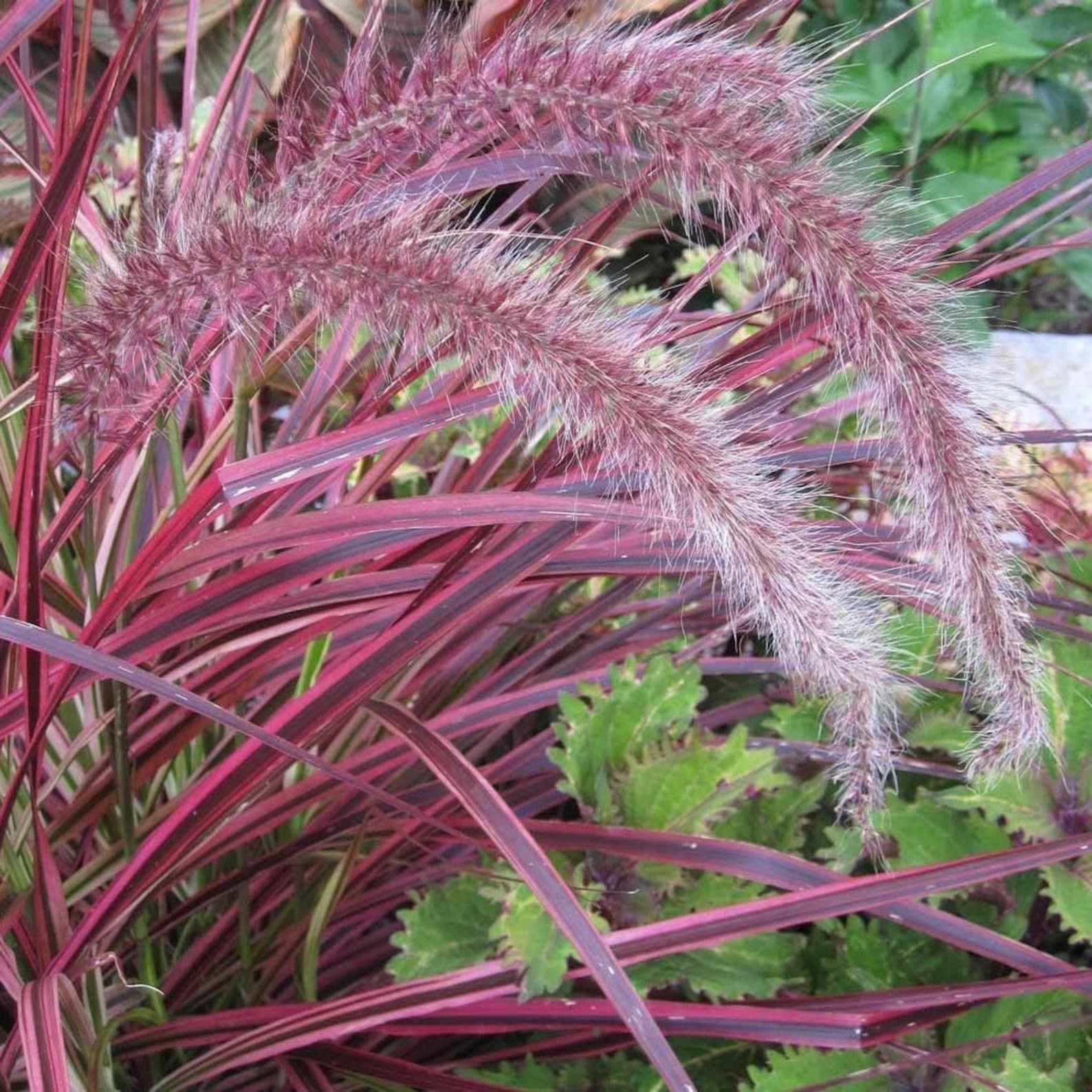 FIREWORKS Grass Pennisetum Setaceum Rubrum Perennial Ornamental - Etsy
