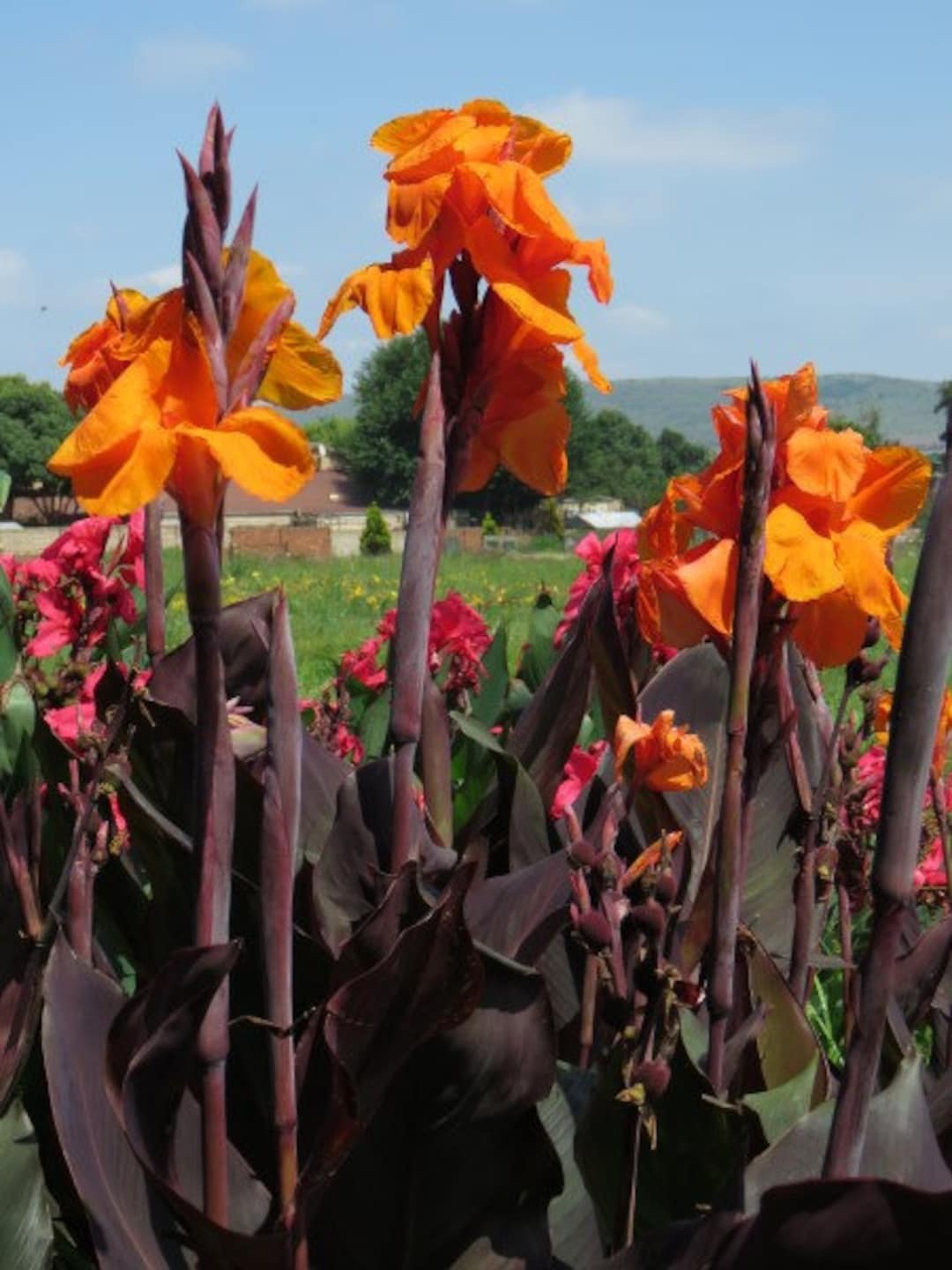 Black Canna Lily Wyoming Orange Flower Black Stems Bulbs Dark Perennial ...