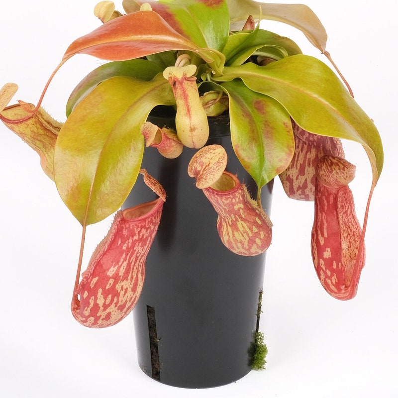 Pitcher Plant - Etsy
