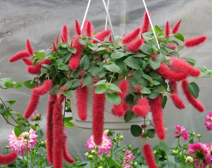Strawberry Firetails, Also Known as Trailing Chenille Plant - Etsy