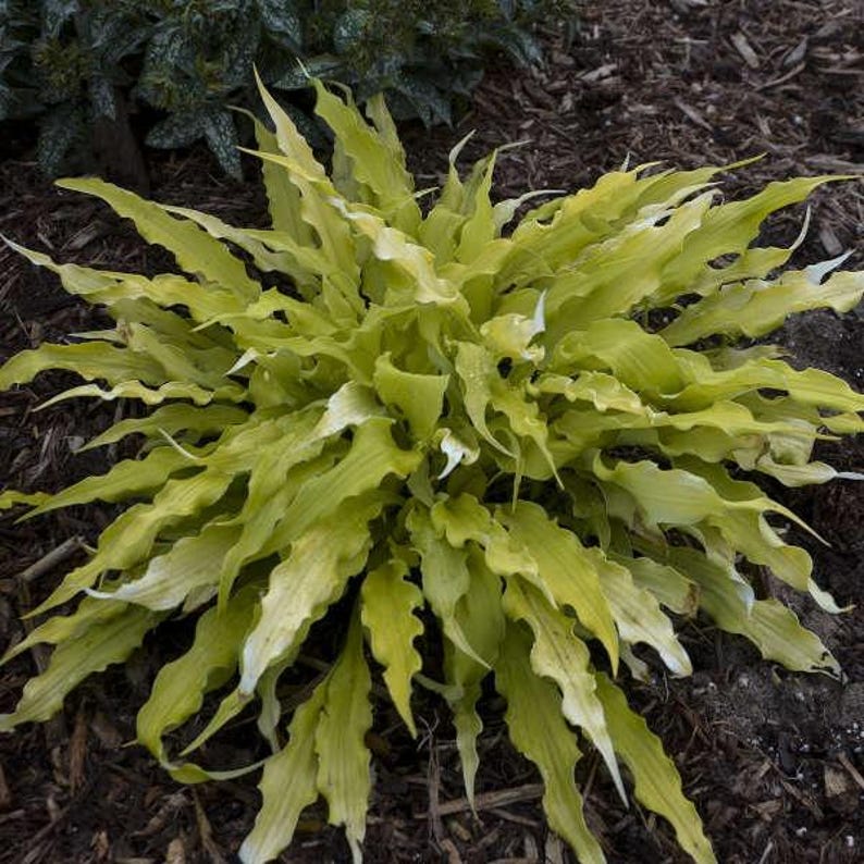 SPRING SALE - 5 Mixed Hosta Live Plants Perennial Mature Root Bulb ...
