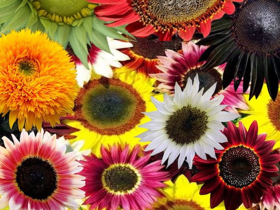 Rainbow Mix Sunflower Seeds Rare Sun Flower Seeds - Etsy