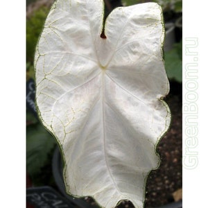 June Bride Caladium Plant Houseplants Live Plants House Plant Bulbs ...