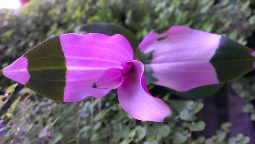 Blushing Bride Tradescantia Houseplants Live Plant in Pot Indoor 2.5 ...