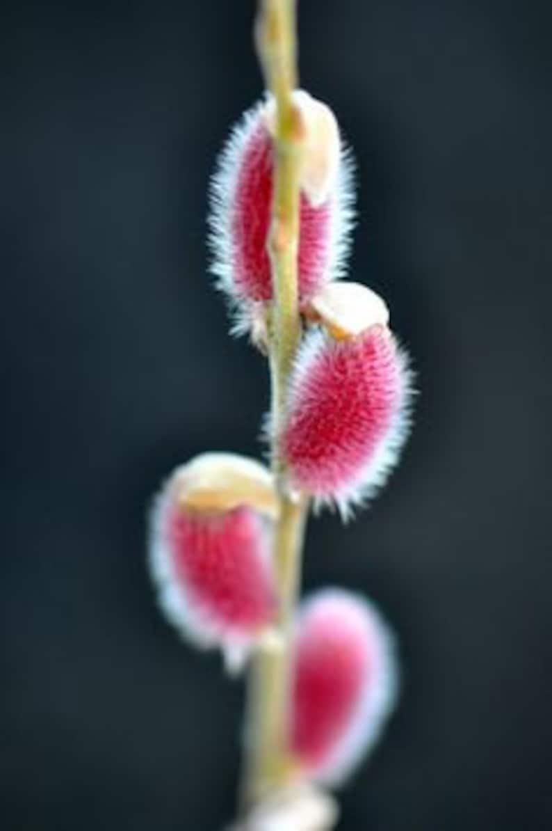 PINK Japanese Pussy Willow Mt Aso Plant LIVE Bush Shrubs Tree Small ...