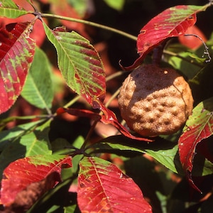 10 BUCKEYE Tree Seeds Ohio State Buckeyes Trees Fresh Seed 2024 - Etsy